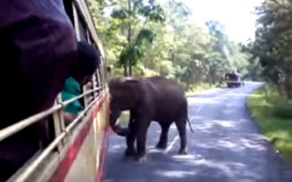 Elephant attacking ksrtc bus in Bandipur Forest - Aanavandi Travel Blog
