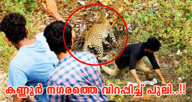 Leopard tranquilized after 7 hours, Kannur heaves a sigh of relief - Aanavandi Travel Blog